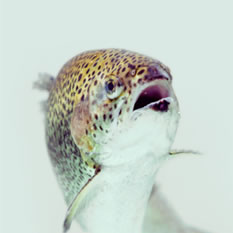 SOLLA | Contribuimos con el bienestar humano a través de la nutrición ...