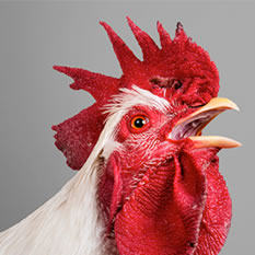 SOLLA | Contribuimos con el bienestar humano a través de la nutrición ...