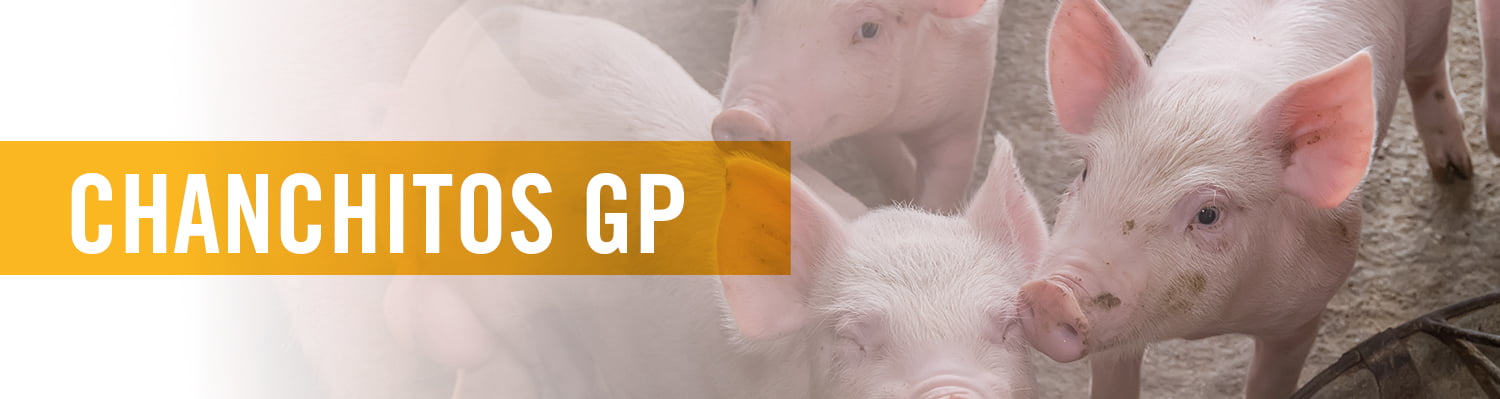 CHANCHITOS GP - Solla