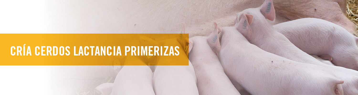 CRÍA CERDOS LACTANCIA PRIMERIZAS - Solla
