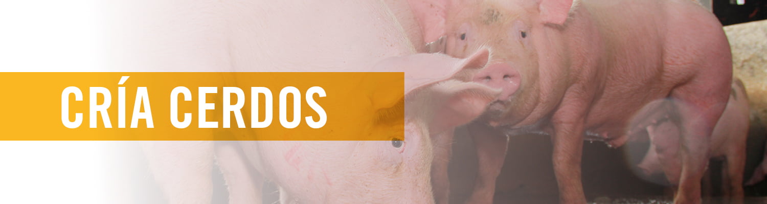 CRÍA CERDOS - Solla