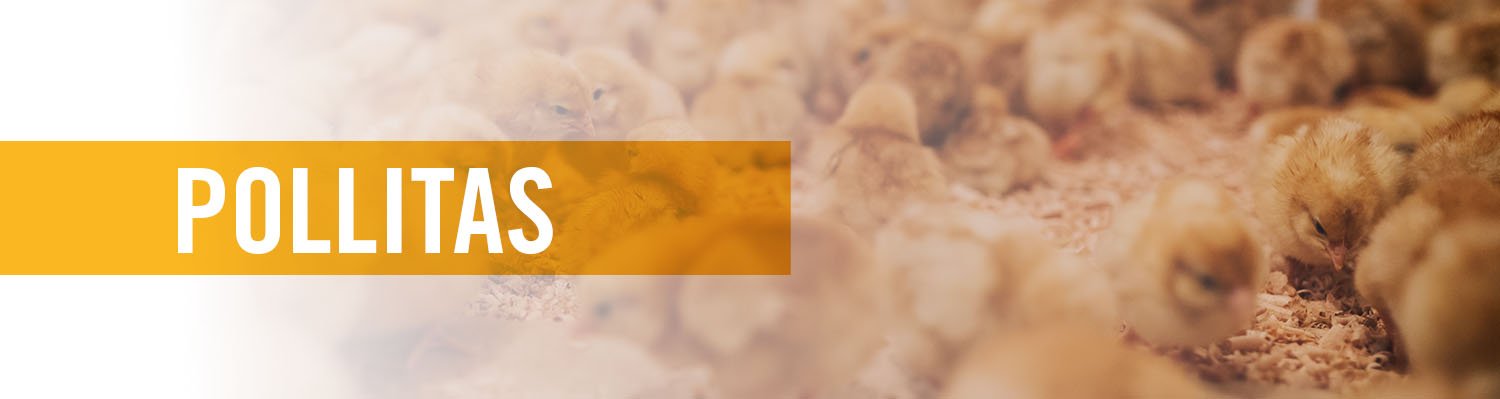 POLLITAS - Solla