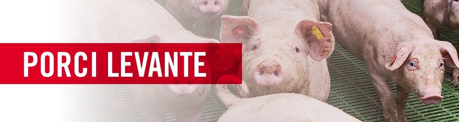 PORCI LEVANTE - Solla