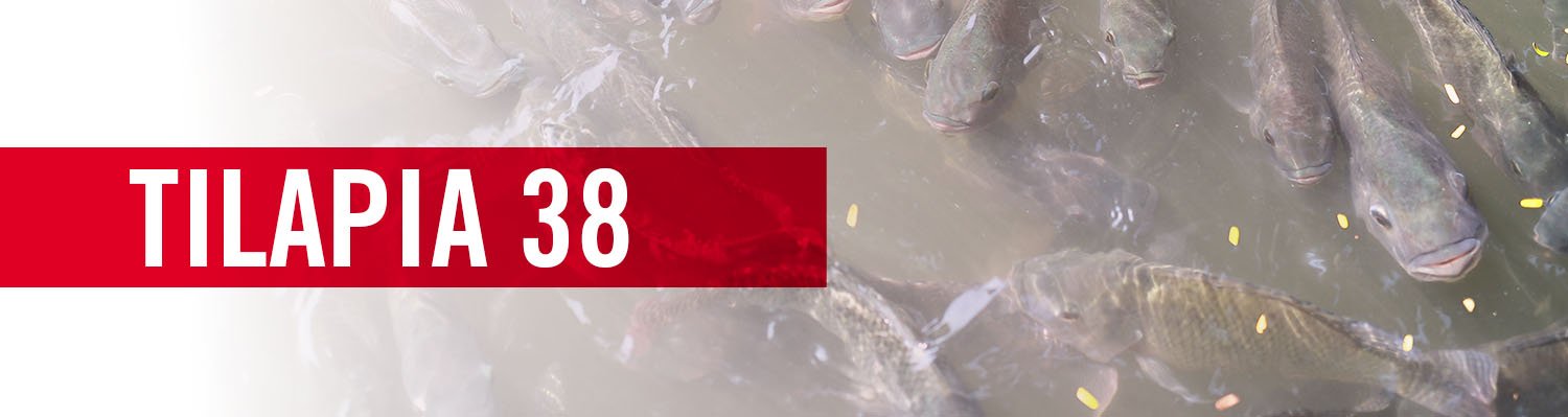 TILAPIA 38 - Solla