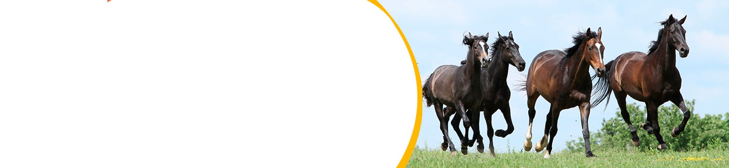 Suplementos Solla - Solla