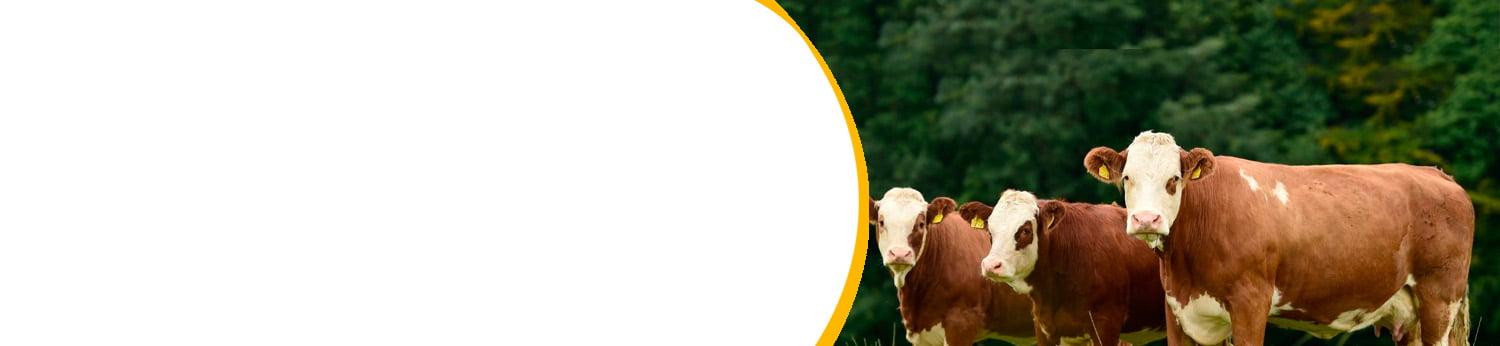 Ganado Doble Propósito - Solla