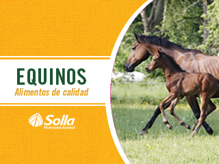 Home - Nutrición Animal - Solla