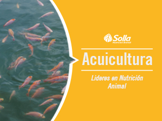 Home - Nutrición Animal - Solla