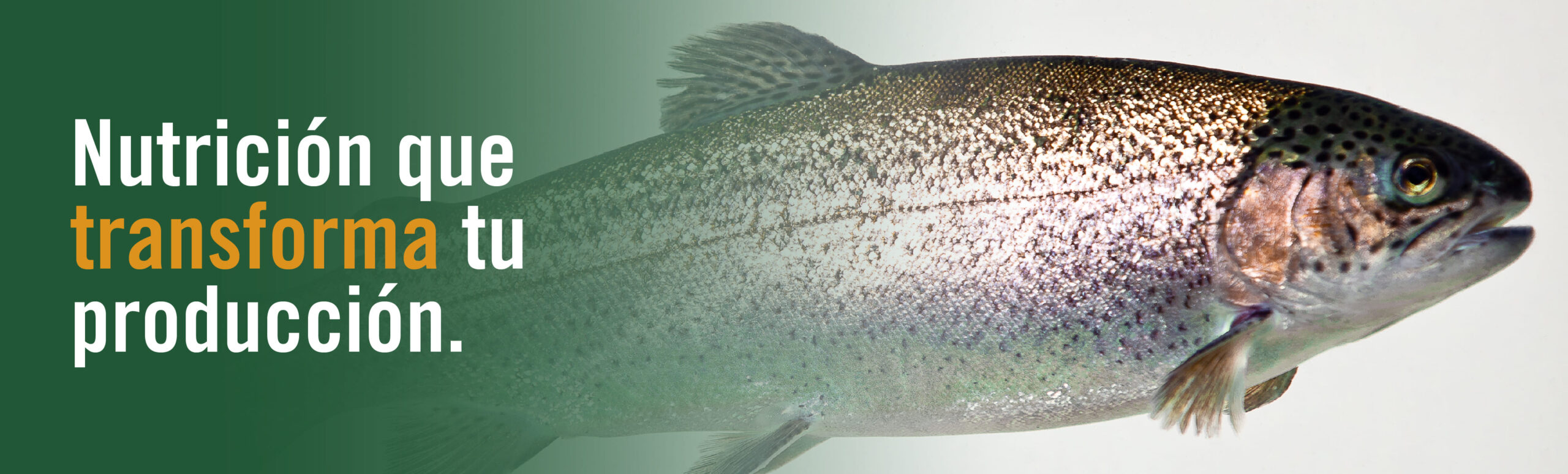 Solla – Te brindamos lo mejor en nutrición para tus animales de producción